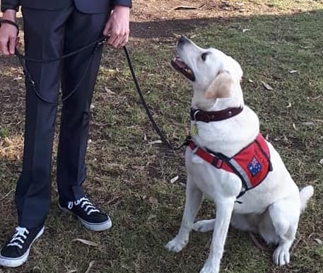 Seizure Alert Dogs • Epilepsy New Zealand